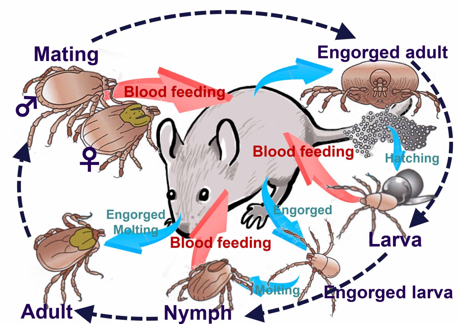 research – KitasatoUniversity