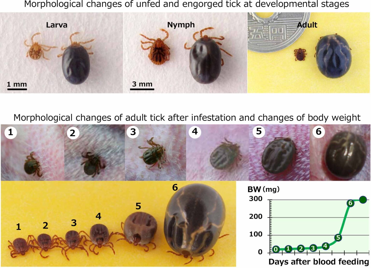 research – KitasatoUniversity